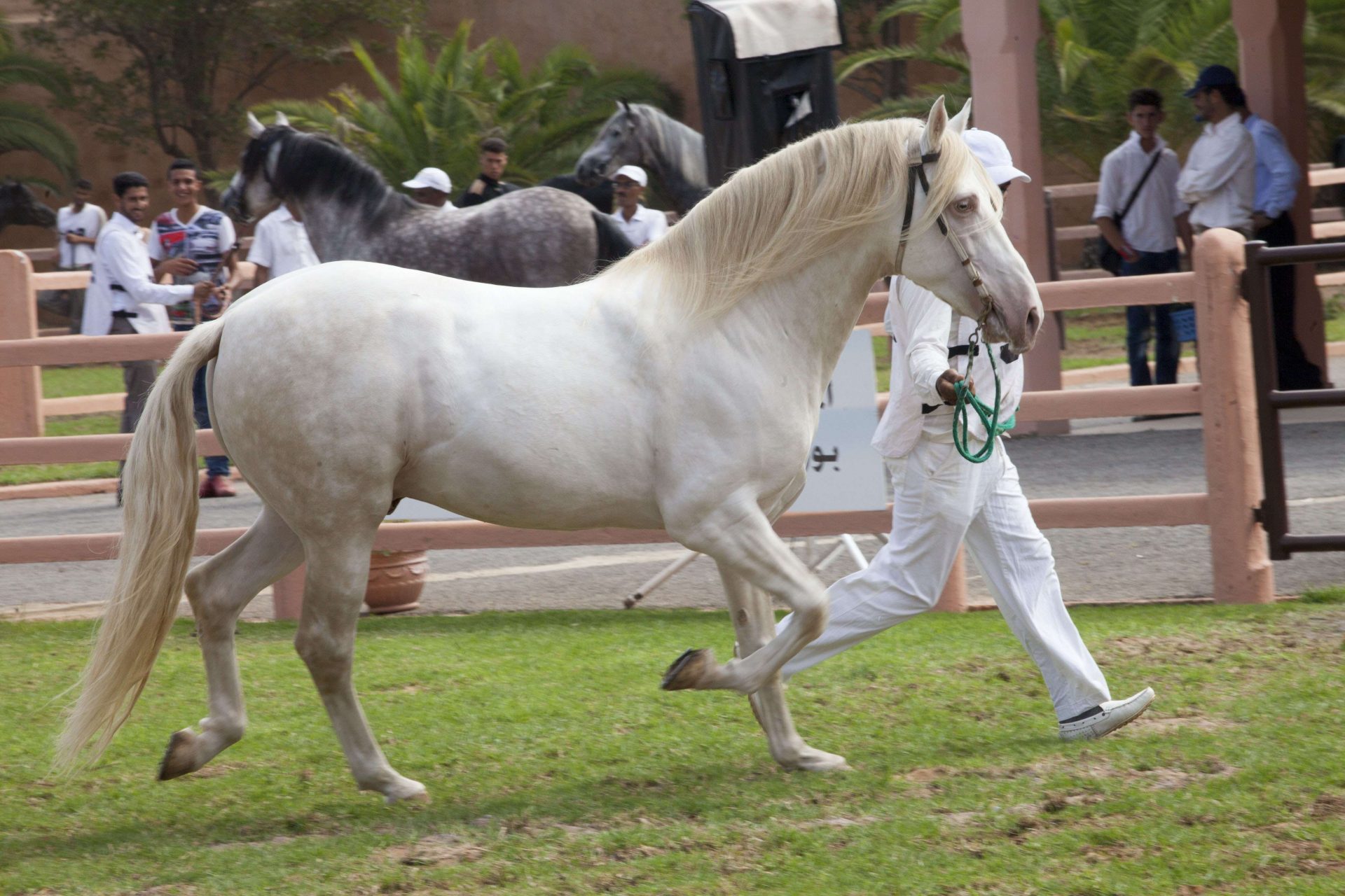 Concours des chevaux Arabe-Barbe - La Tribune